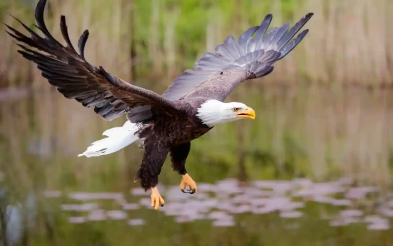 Red Robin Bird Symbolism Spiritual Meaning | Birdserenity